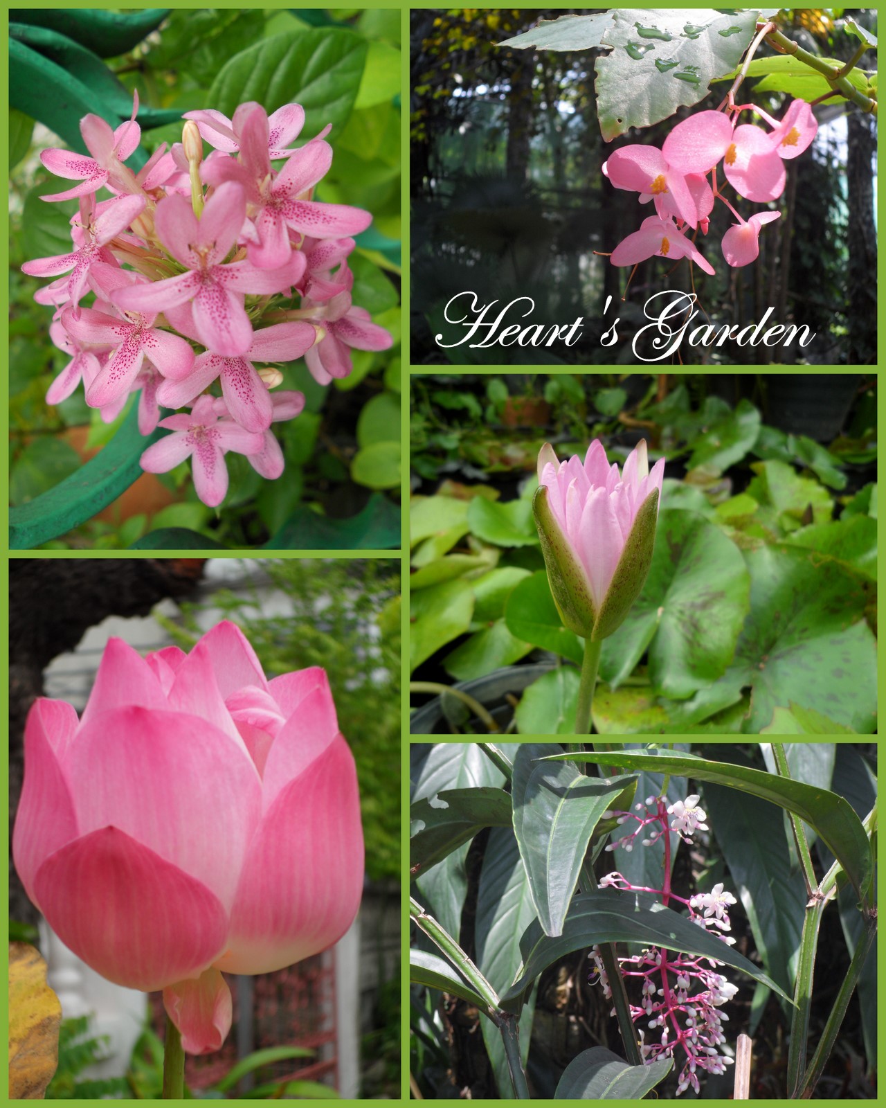 Heart's Garden: Pink and Pretty Flower Collection