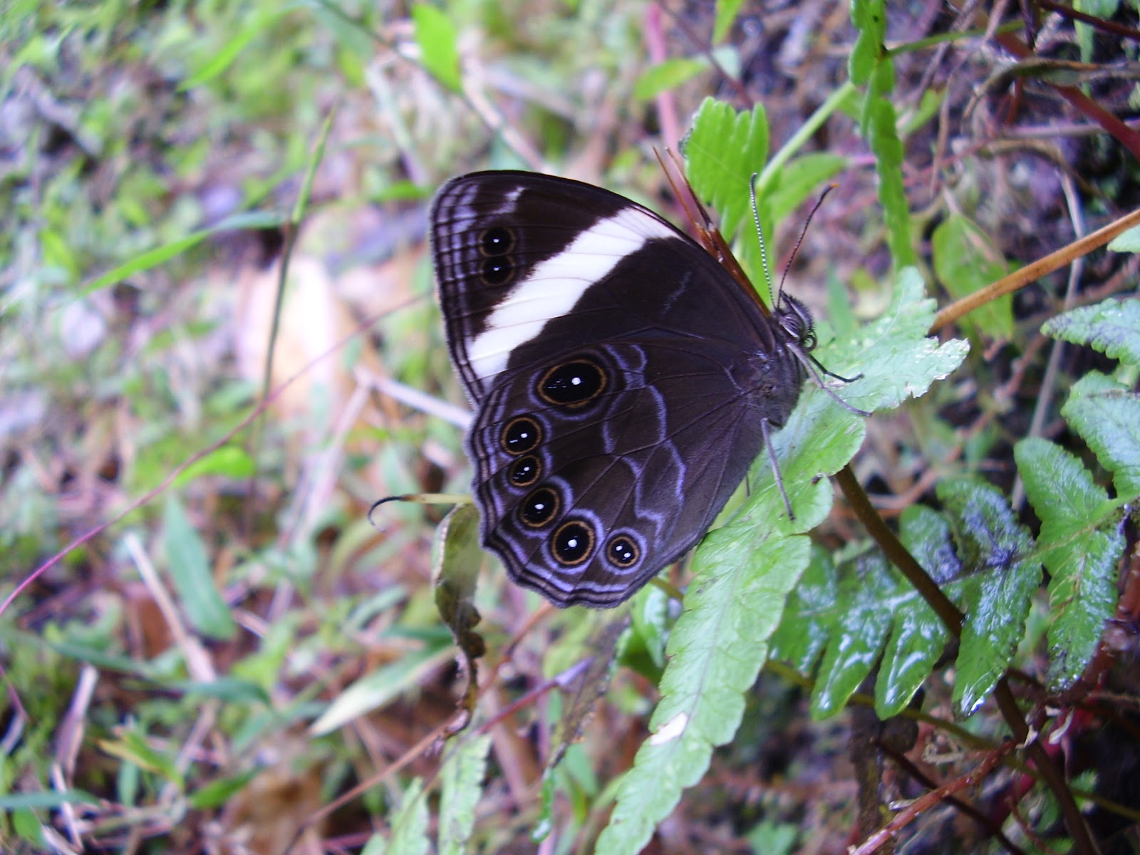 Panchendriya: BUTTERFLIES OF SIKKIM