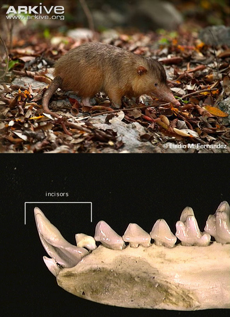Palaeos, la historia de la Vida en la Tierra: septiembre 2017