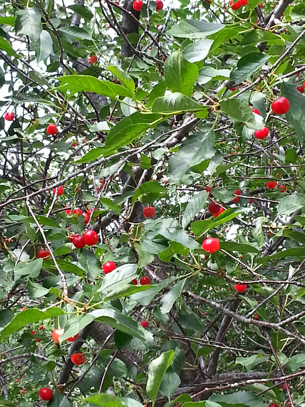 Front Range Food Gardener: It's Cherry time