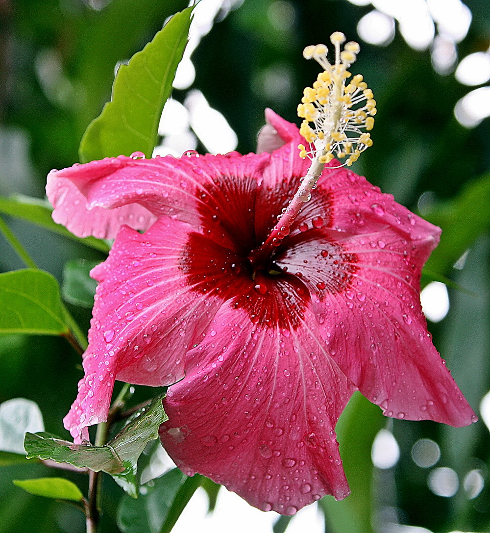 Flora & Fauna: Bunga Kembang Sepatu
