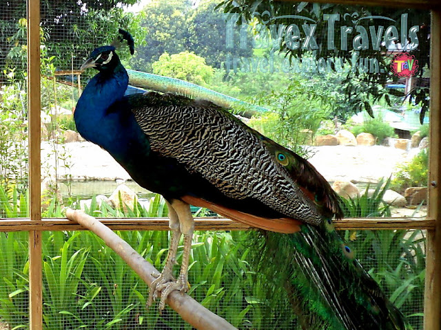 Clark Zoo & Gravity Go Karts - Travex Travels - Travel. Explore. Fun in PH