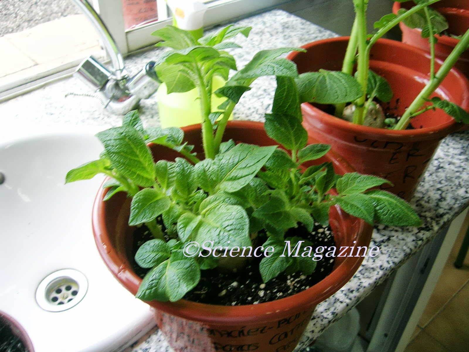 Science Magazine: VEGETATIVE REPRODUCTION