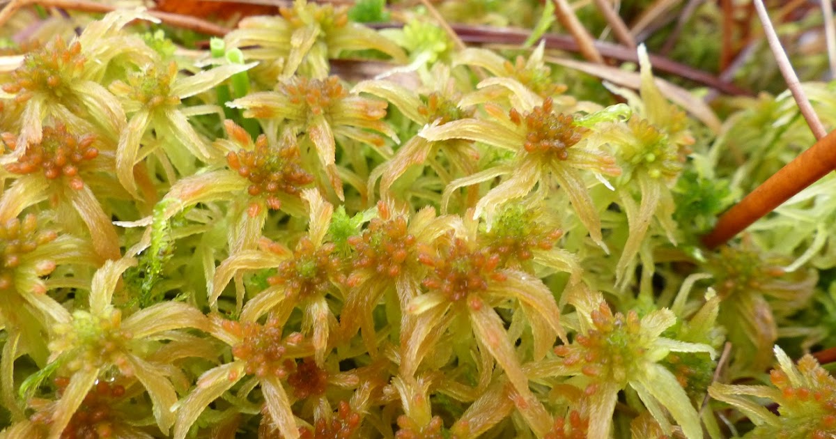 A Field Notebook: A Natural History of Highfield Moss, Lowton