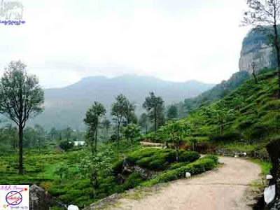 Lanka Pictures Page: James Taylor’s Loolkandura. The First Tea ...