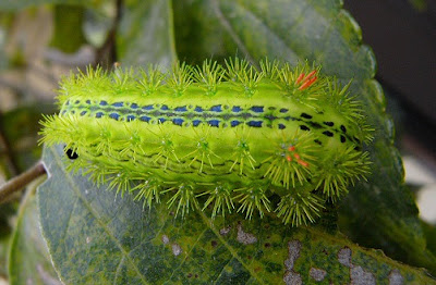Membangun Perkebunan Kelapa Sawit: Hama Ulat Api Parasa Lepida