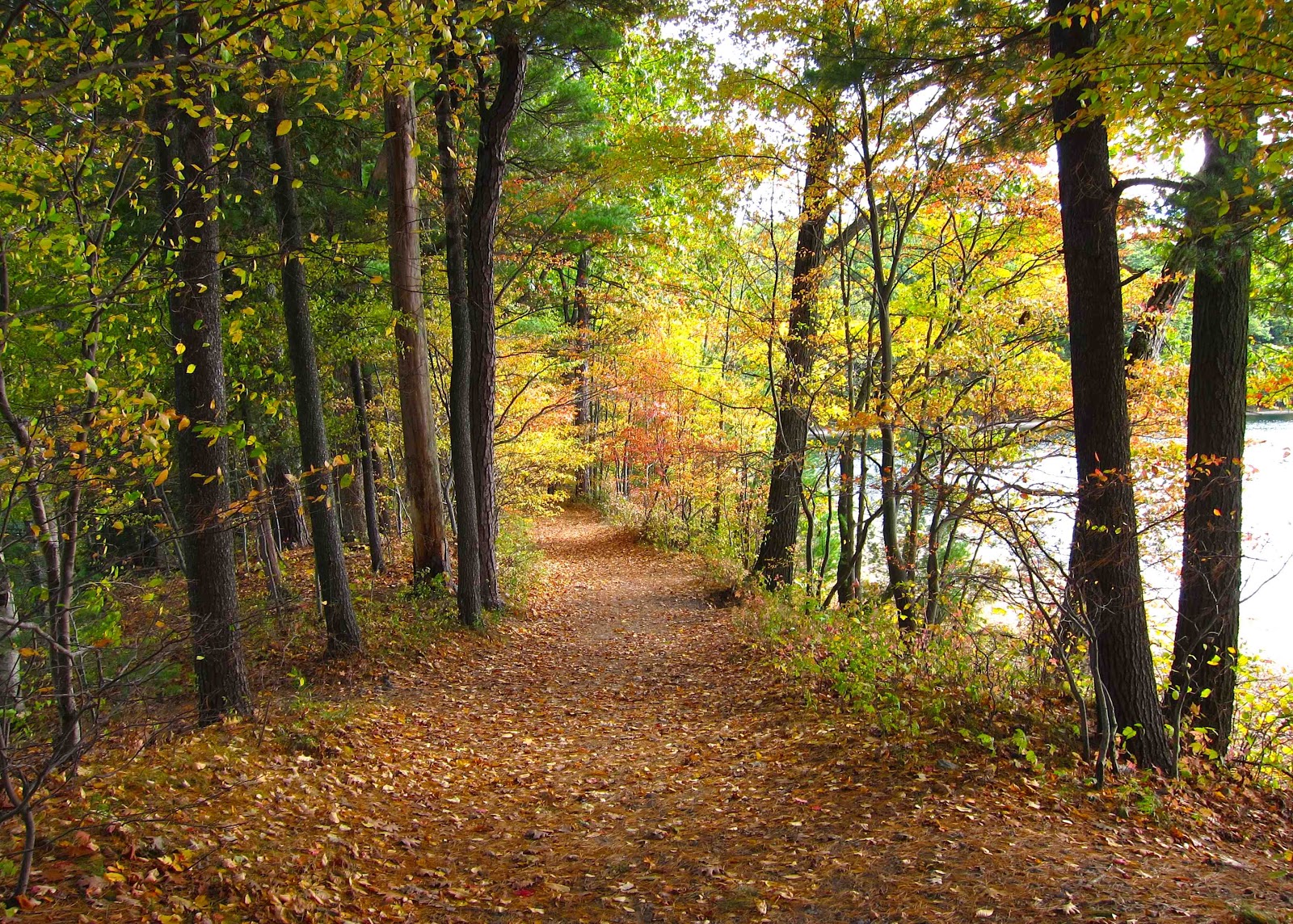 Saratoga woods and waterways: Hunting for Autumn's Glory