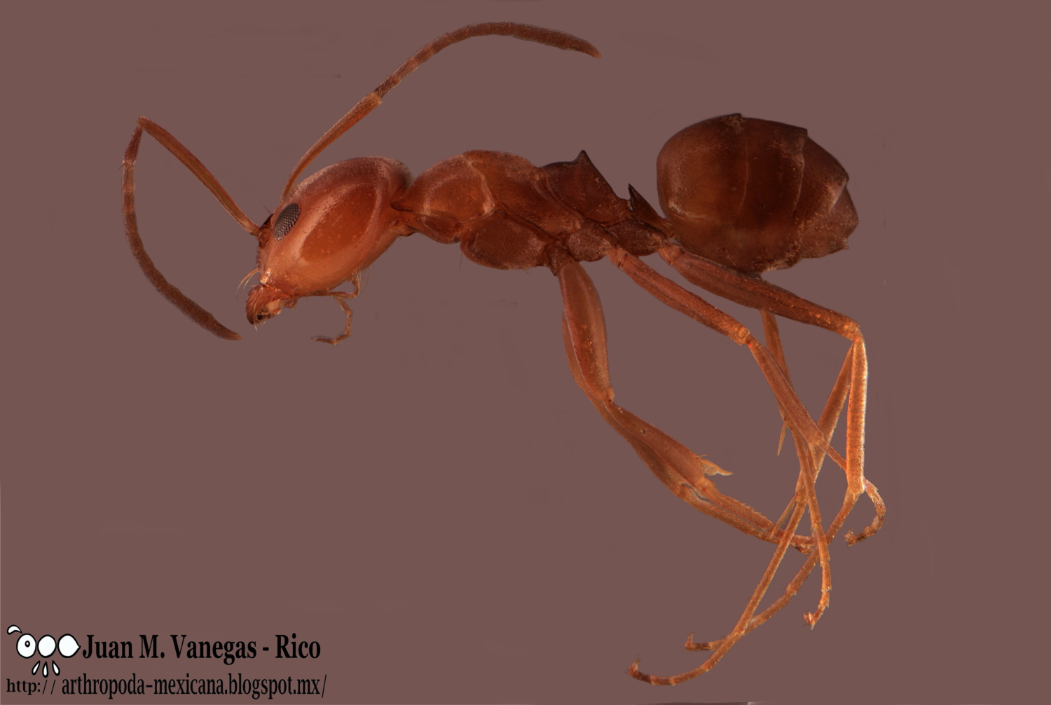 ARTHROPODA MEXICANA: Dorymyrmex flavus McCook