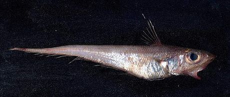 Artes de Pesca: VAMOS A PESCAR RATA