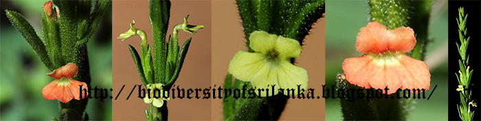 Biodiversity of Sri Lanka: September 2015