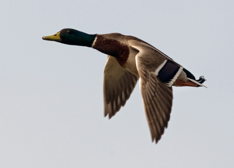 The wild side: Spoony, Gargs and Ron the Weasel