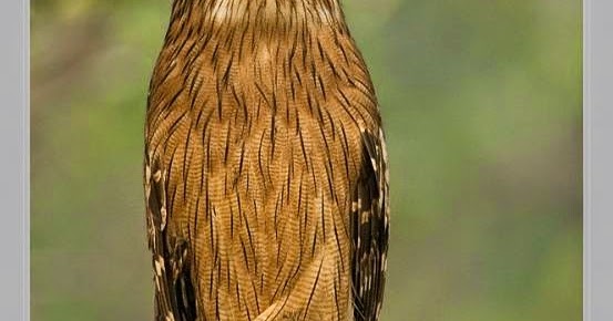 Tierra de lechuzas, búhos, mochuelos, autillos, cárabos: Búho pescador ...