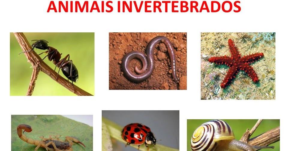 Revisão sobre Invertebrados | Bio Nota 10