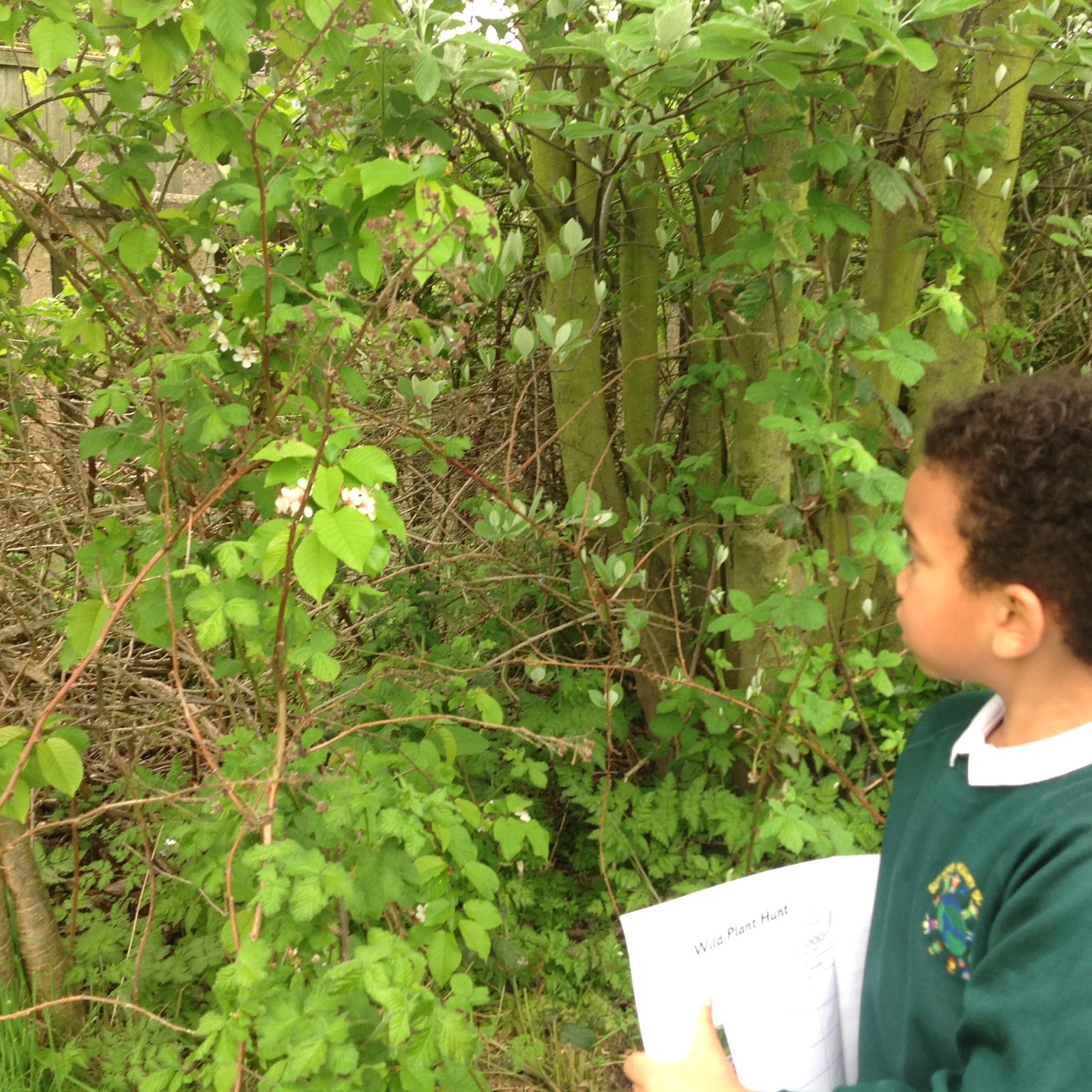 Suttons Primary School: 1MS - Wild Plant Hunt - Science