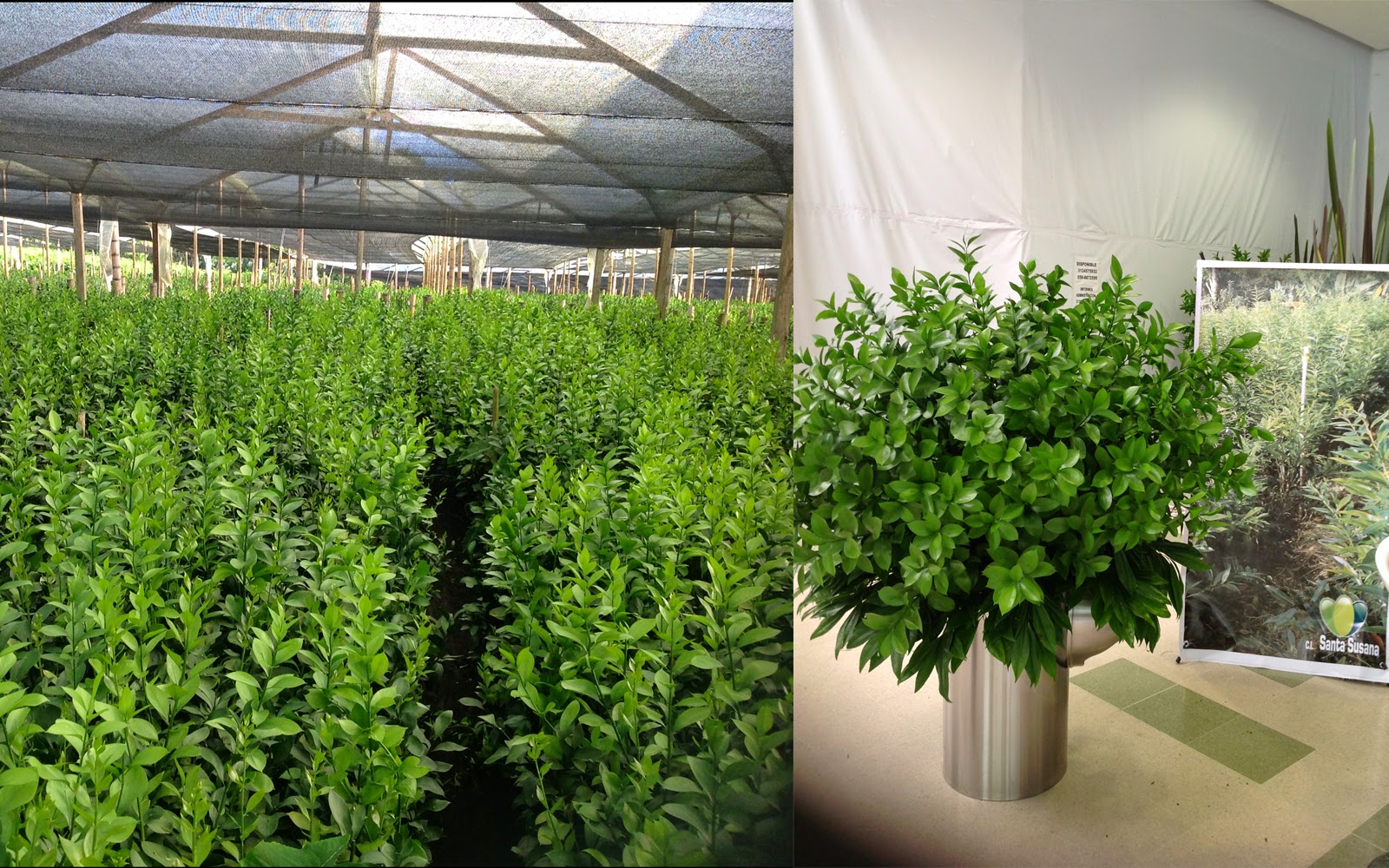 CULTIVO DE RUSCUS | SANTA SUSANA