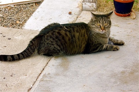 Prayers for Our Pets: Prayer Request for Benji the Cat