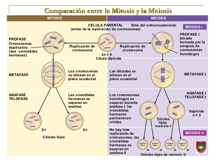 Blog de la vida (BIOLOGIA): Mitosis y Meiosis.