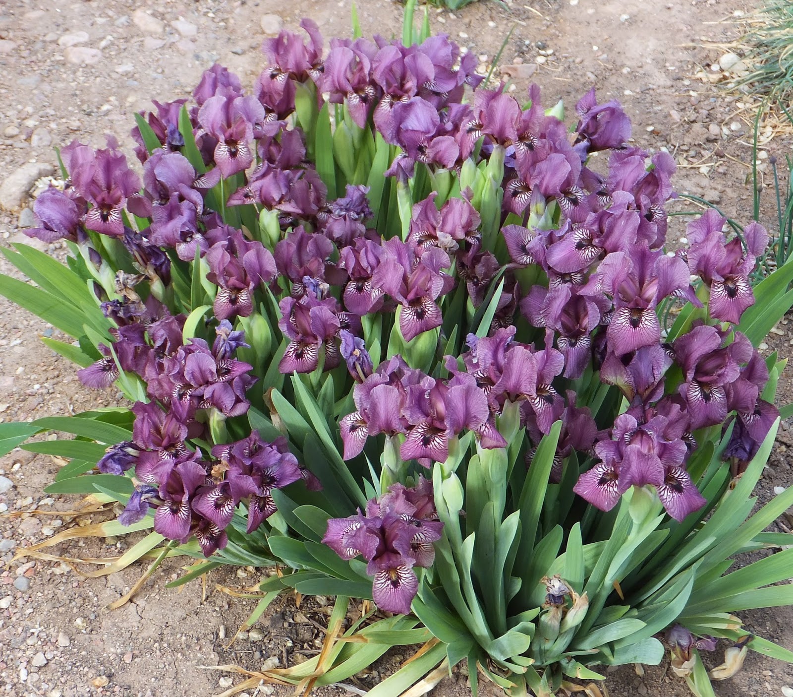 World of Irises: Growing Irises Organically