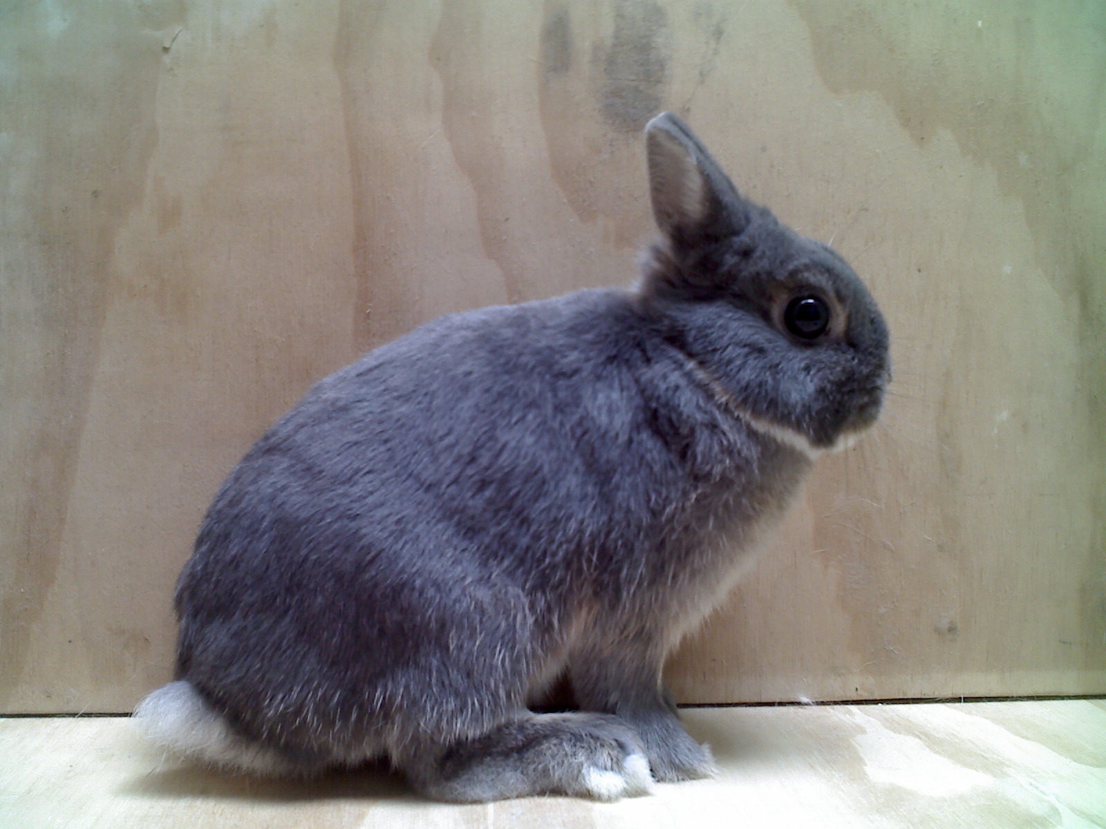 R & S Mini Coelhos: Raças