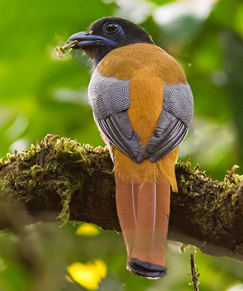 Malabar trogon | Birds of India | Bird World