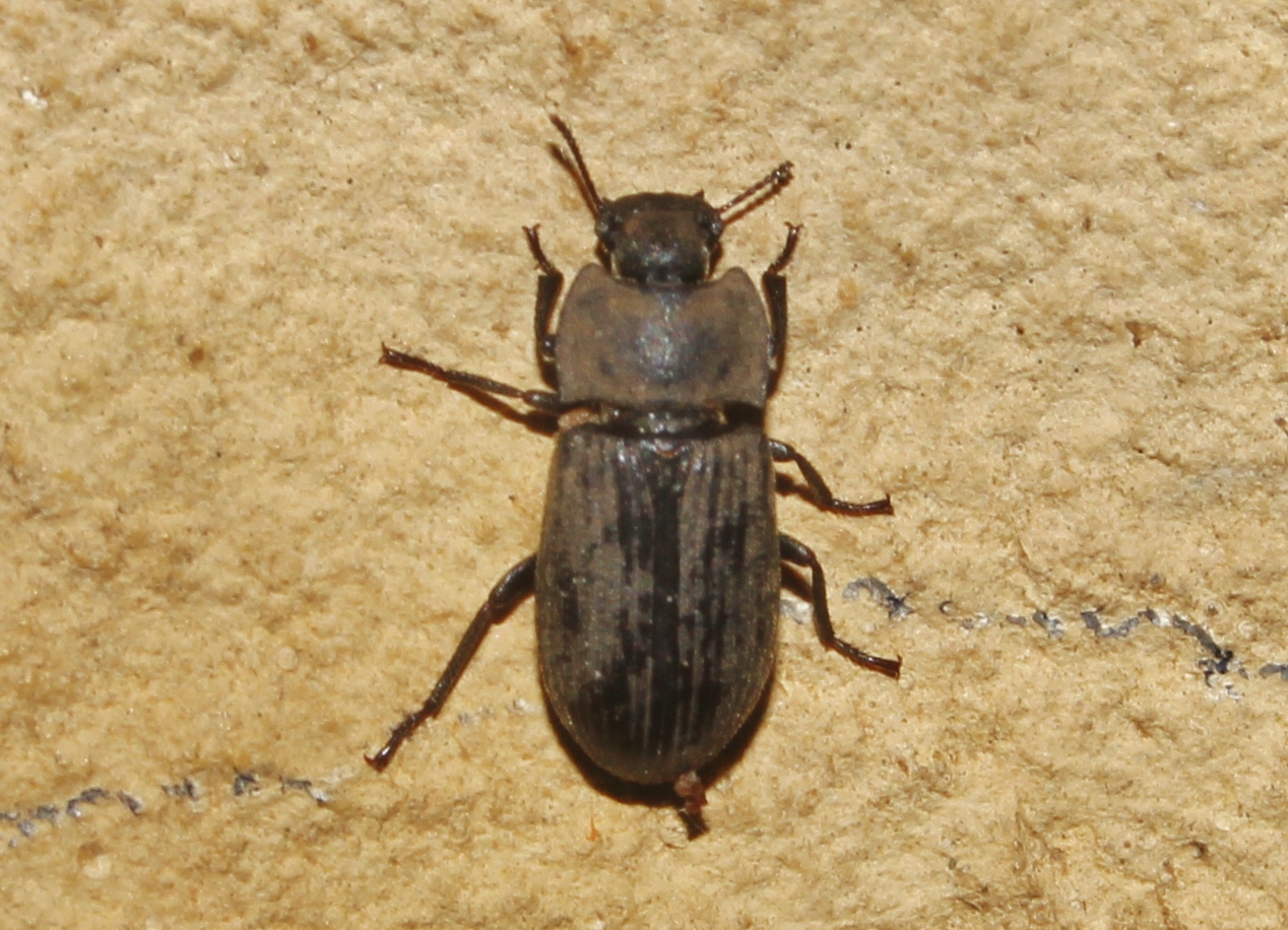 Biodiversity of Cyprus by NGO Protection of the Natural Heritage and ...