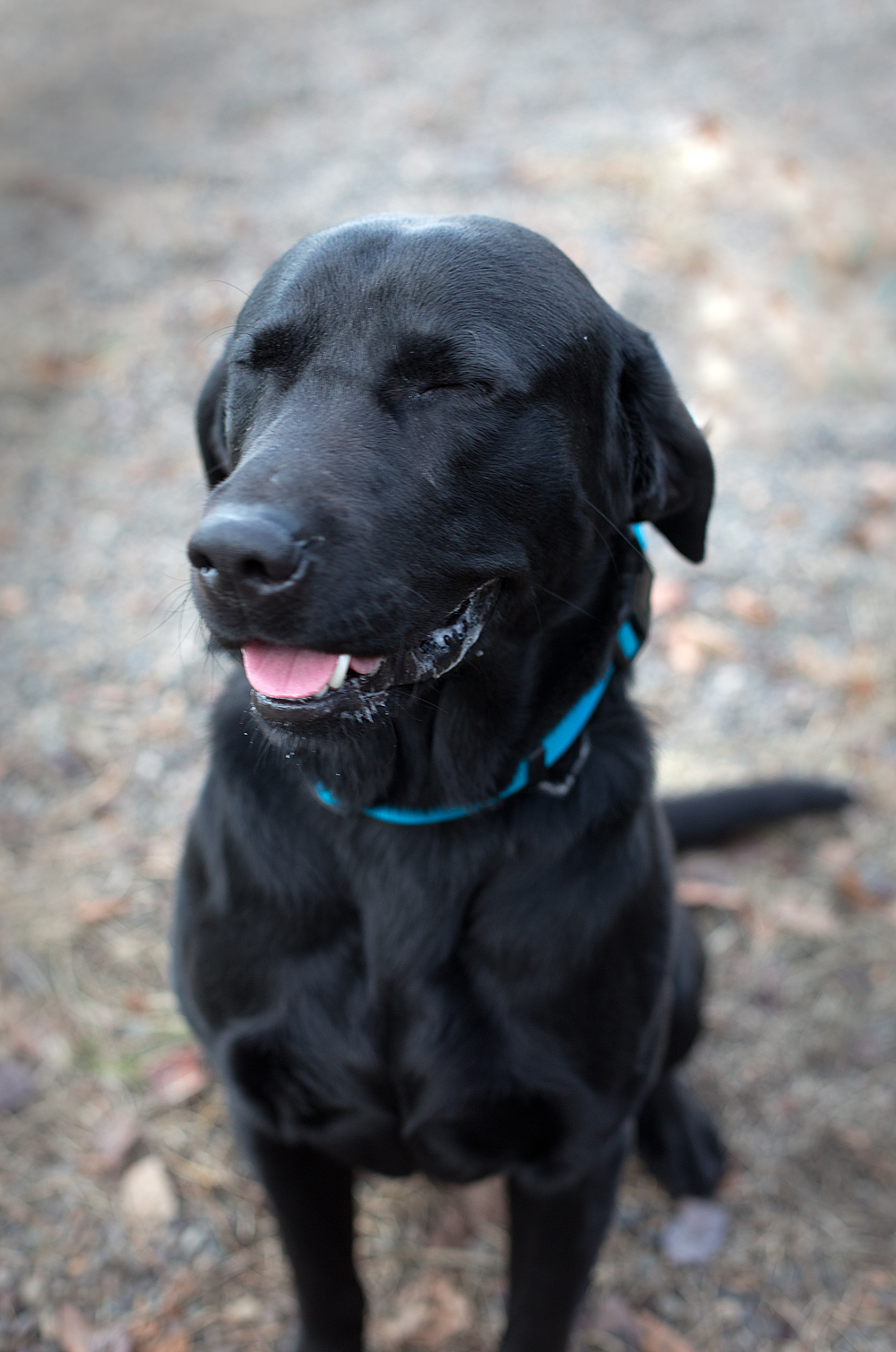 Shelter Dogs of Portland: "NORRIS' goofy classic Black Lab