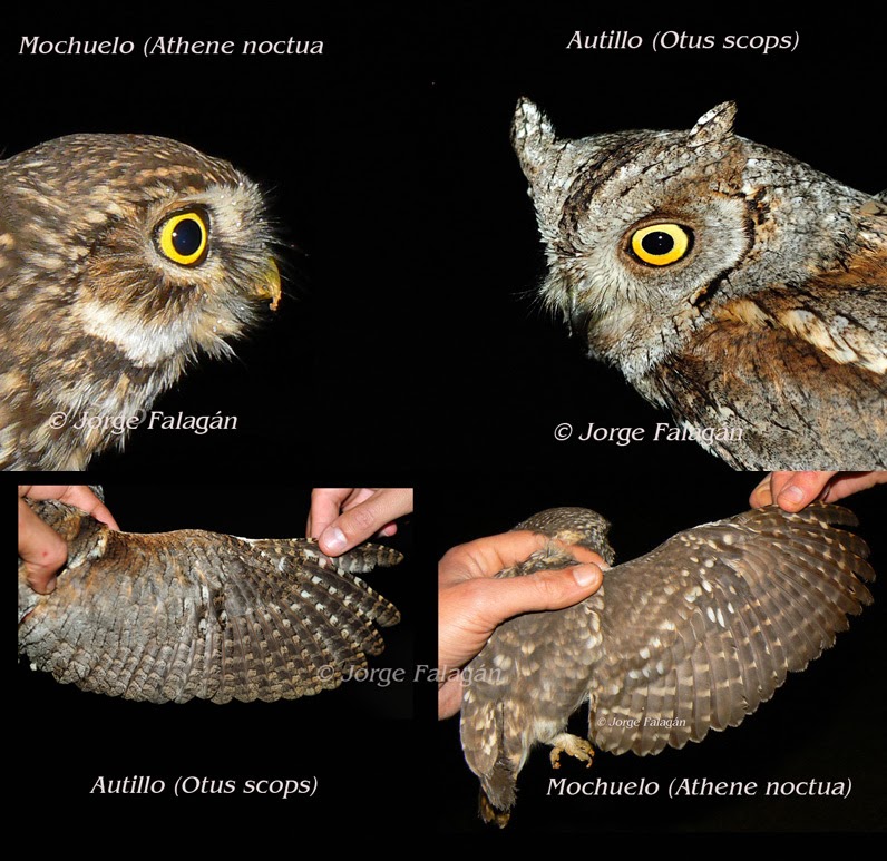 PlantArte en tu Oasis. Paisajismo y naturaleza para todos.: El autillo ...