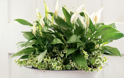 8 Tanaman Sehat Di Dalam Rumah | Desain Rumah