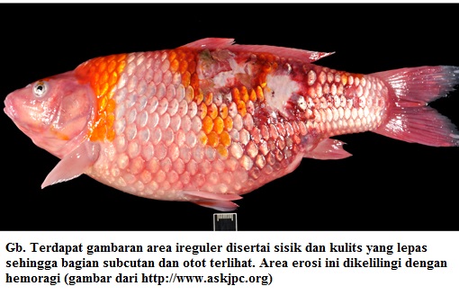 \ Koi Herpes Virus (KHV)