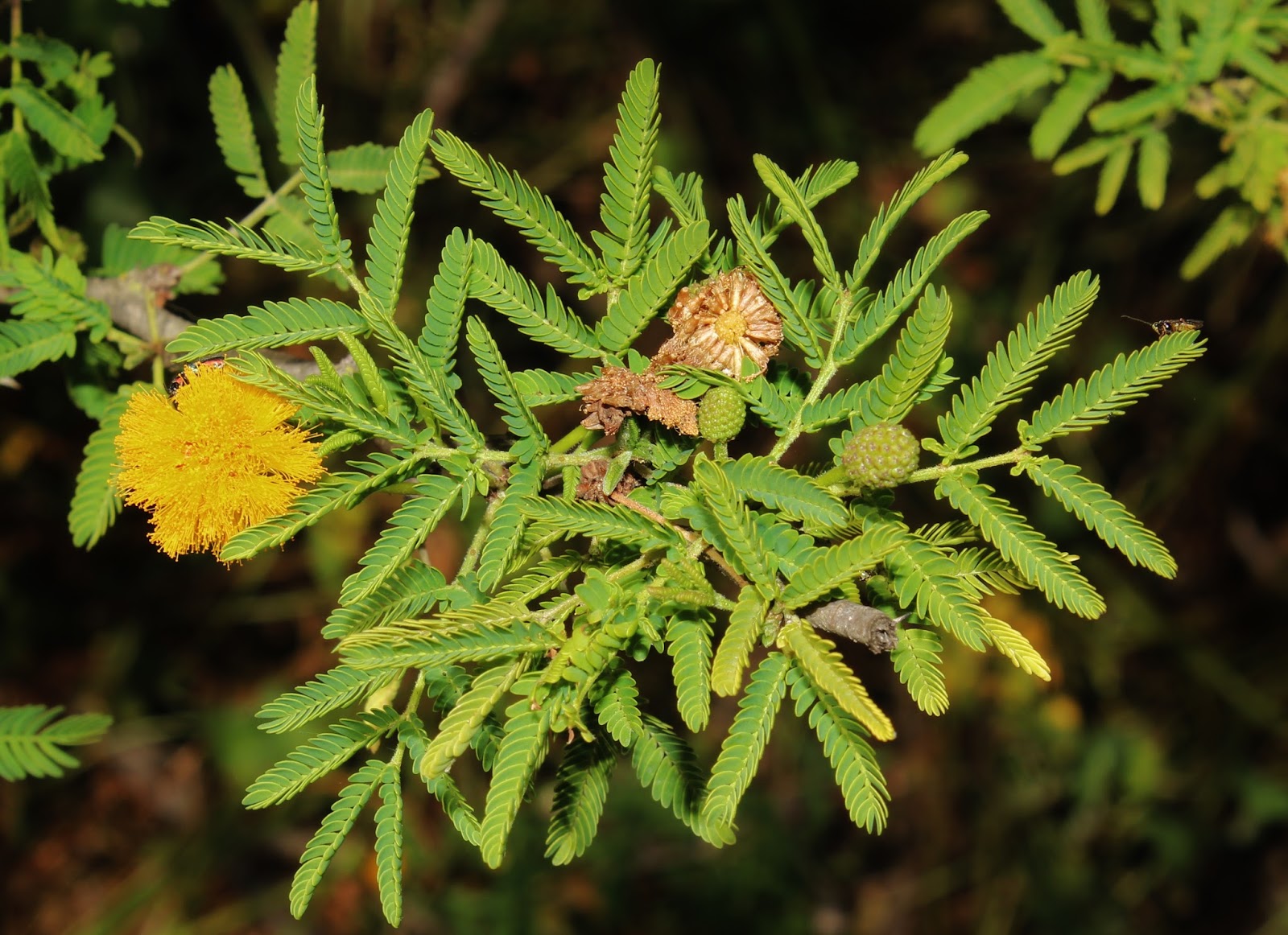 Biodiversity of Cyprus by NGO Protection of the Natural Heritage and ...