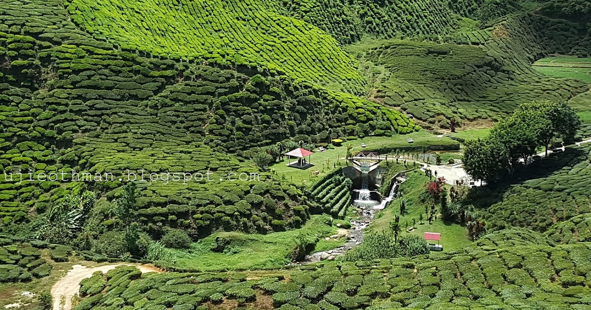 Titian Perjalanan : Cameron Valley, Jagung Susu dan Bunga Kering