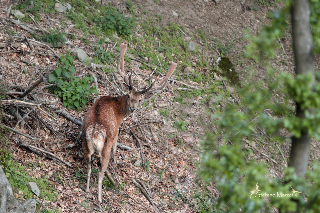 Stefano Mazzei wildlife photographer: Cervo Show ( palchi in velluto )