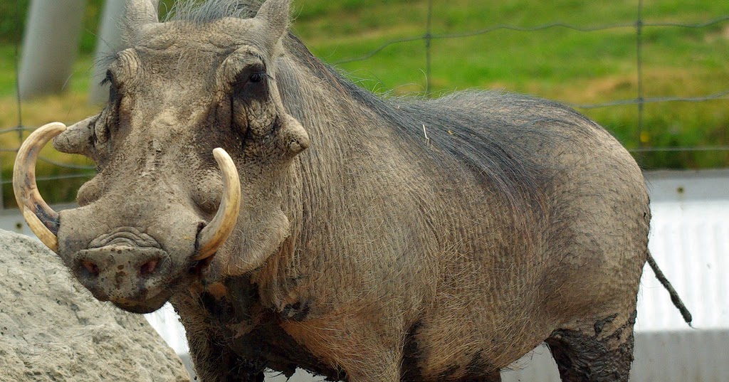 Warthog - True Wildlife Creatures