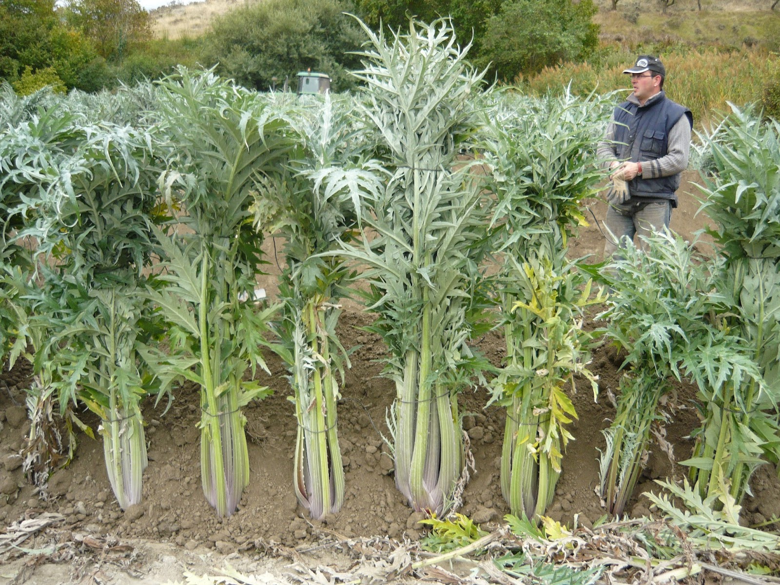 METIDO EN JARDINES: Productos autóctonos: Cardo rojo de Ágreda