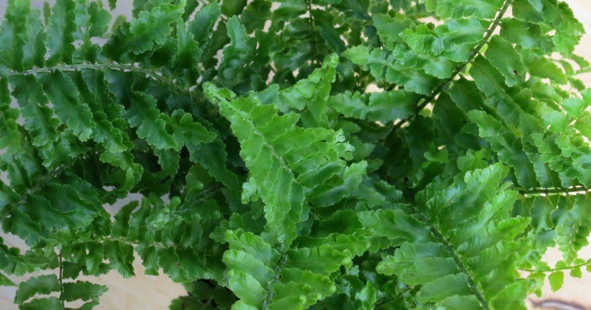Garys Specialty Plants Fluffy Ruffle Fern Mini Plants For Miniature Gardens