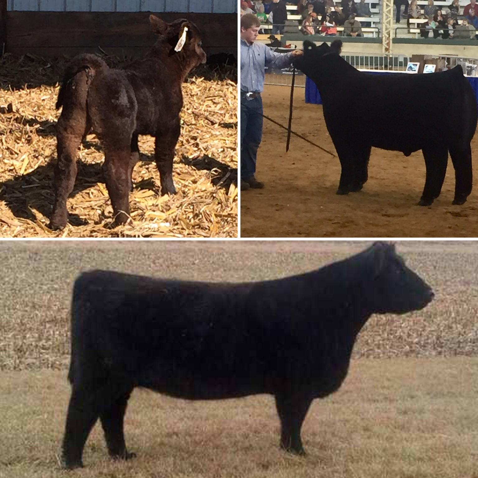 MITTAG Blog: COW FEATURE....Good Rip