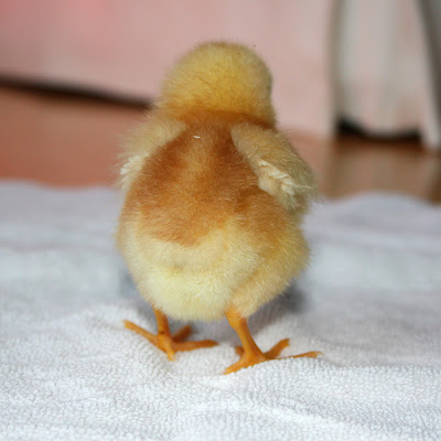 Skruben: Guess What? ...Chicken Butt