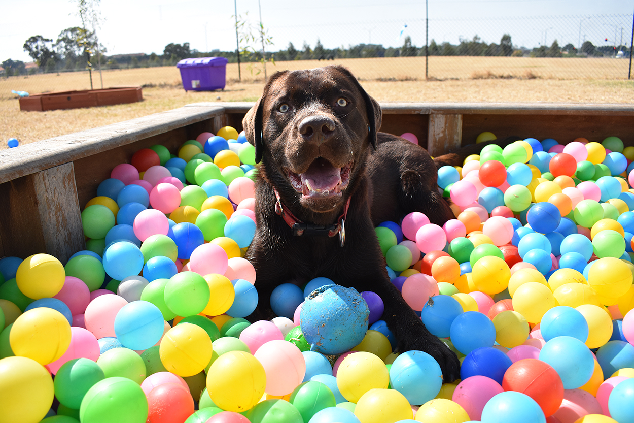 New Doggy Play Park sets tails wagging! | Australian Dog Lover