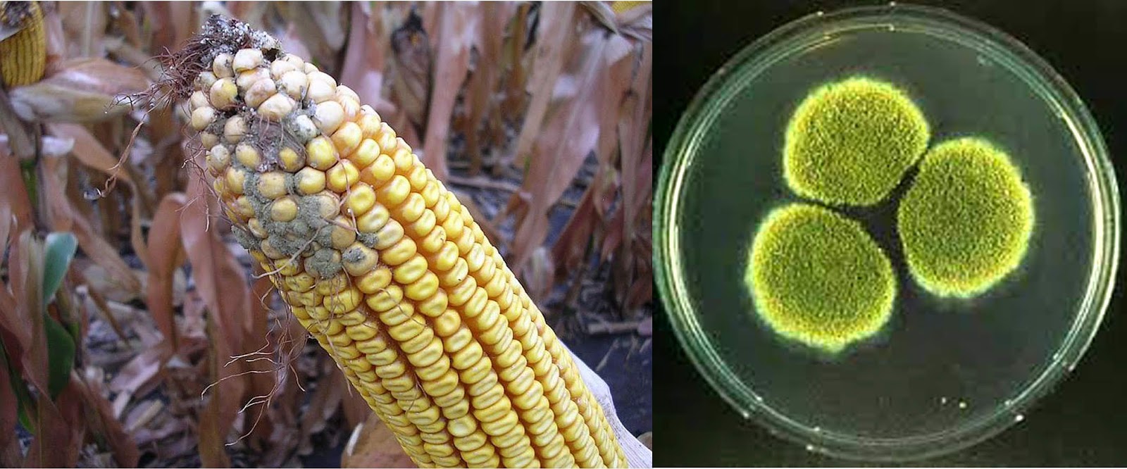 ASPERGILLUS - CLASSIFICATION, VEGETATIVE STRUCTURE, REPRODUCTION ...