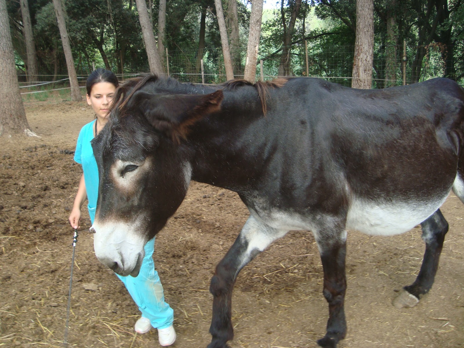CATALONIAN DONKEYS' REPRODUCTION AT AUTONOMOUS UNIVERSITY OF BARCELONA ...