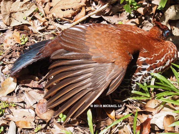 The rainforests of Borneo & Southeast Asia: The female Bornean Crested ...