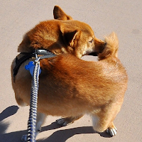 Data Science Padawan: Chasing own tail