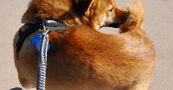 Data Science Padawan: Chasing own tail