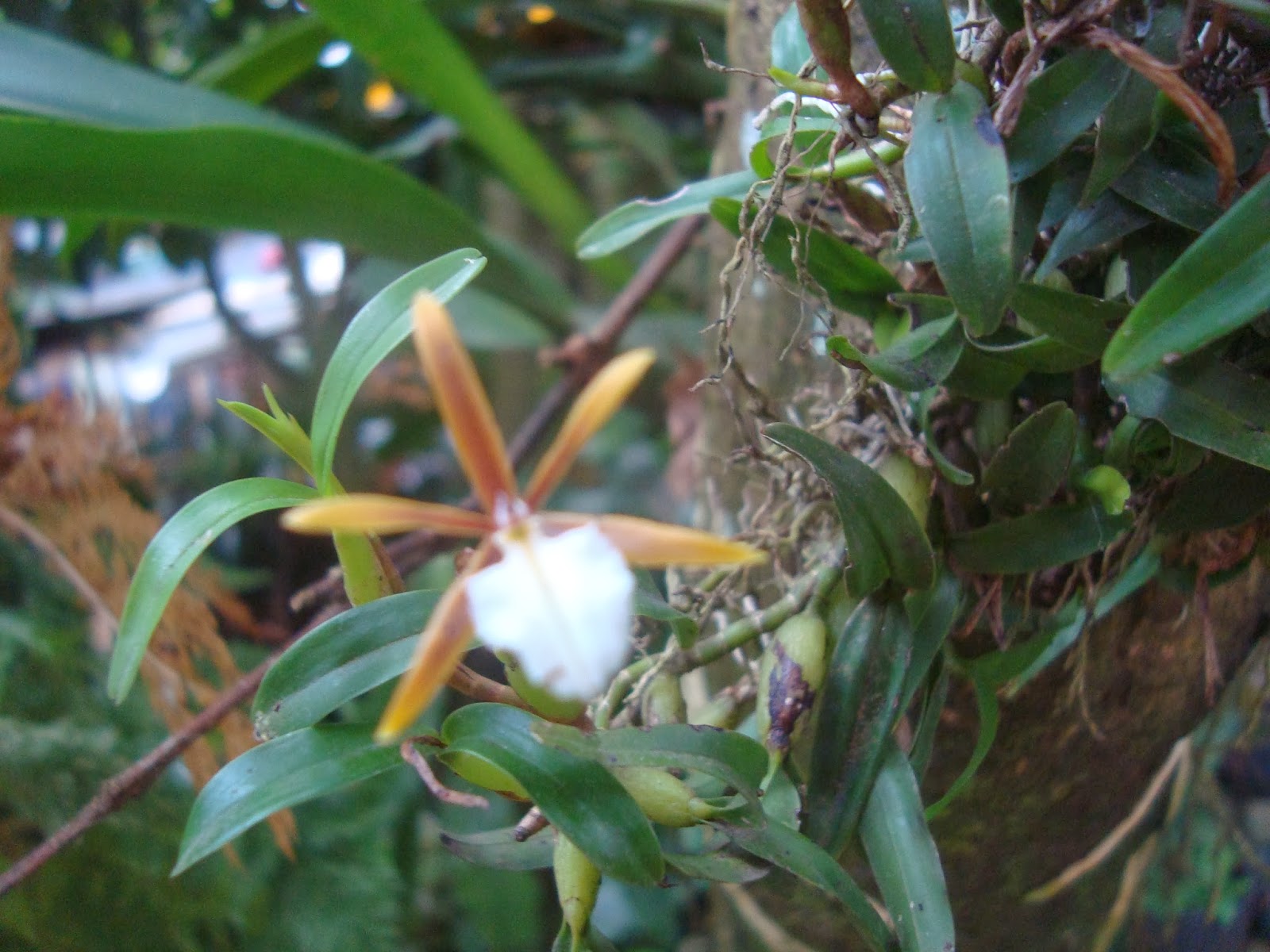 Orquídeas HElid: Dinema Polybulbon
