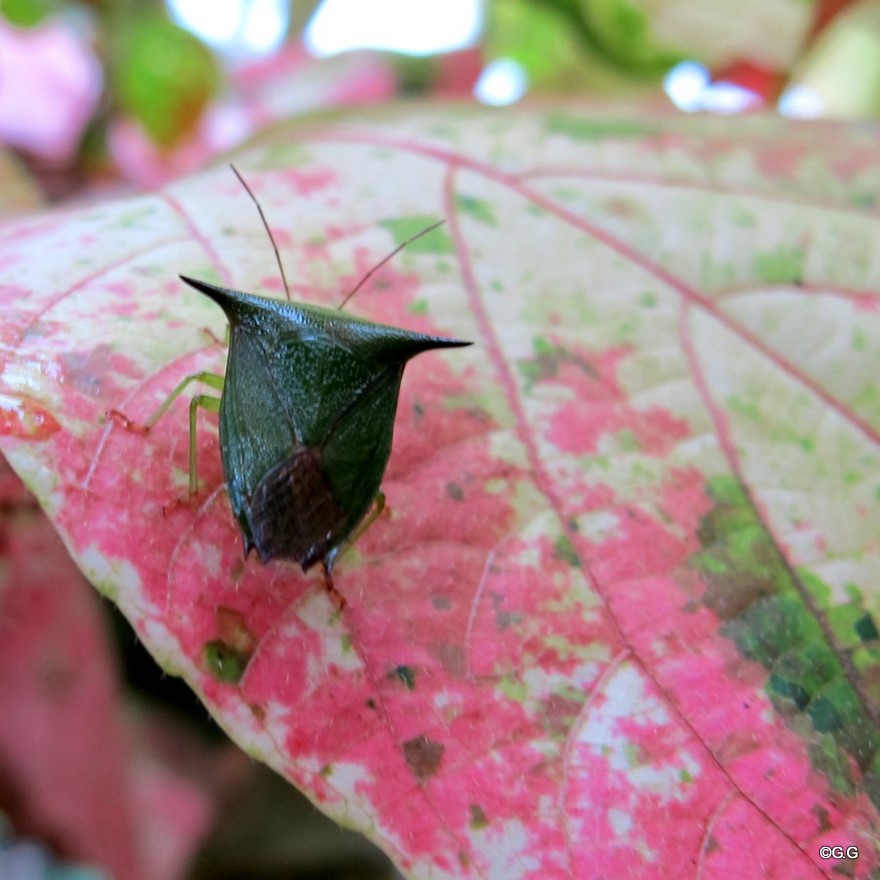 Nature Wonders Gershonized: Papua New Guinea collection of insects 9_2011