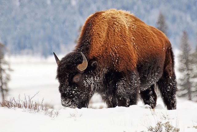 30 Gambar Menakjubkan Hewan Bison Dari Amerika - Update Area - Kumpulan ...