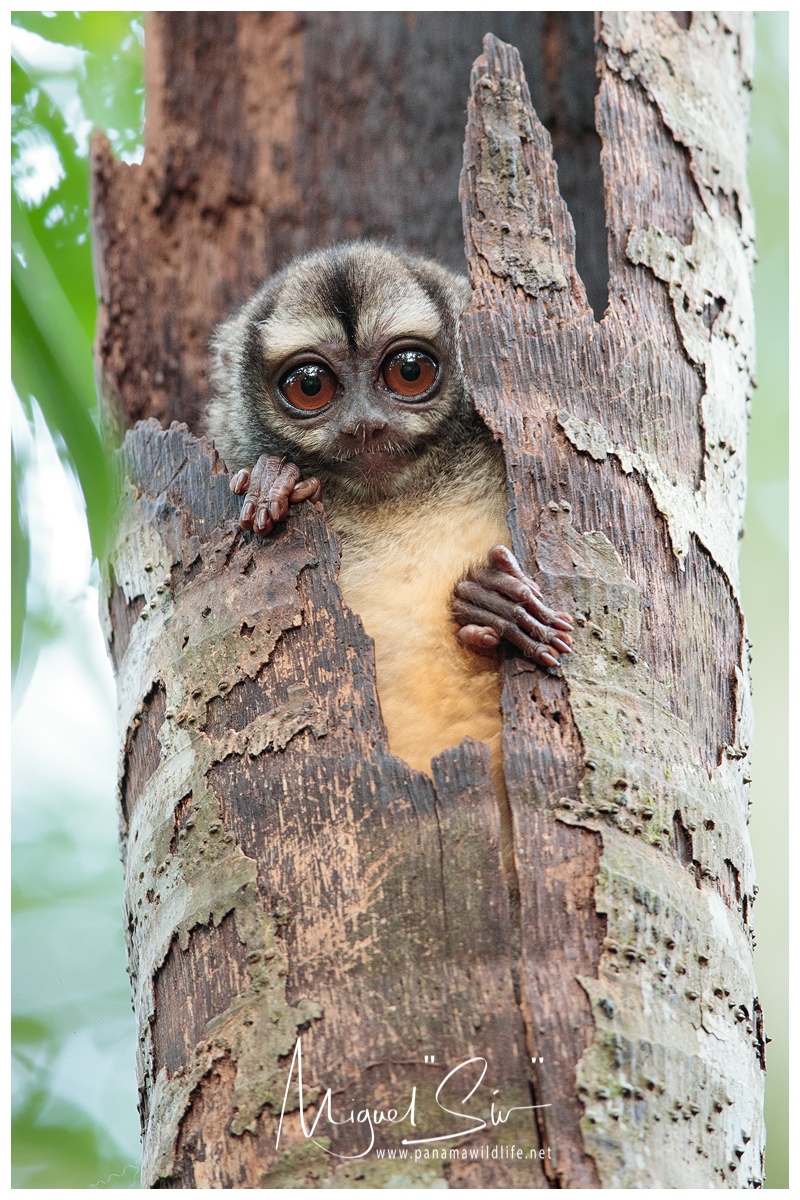Featured species: Panamanian Night Monkey (Aotus zonalis)