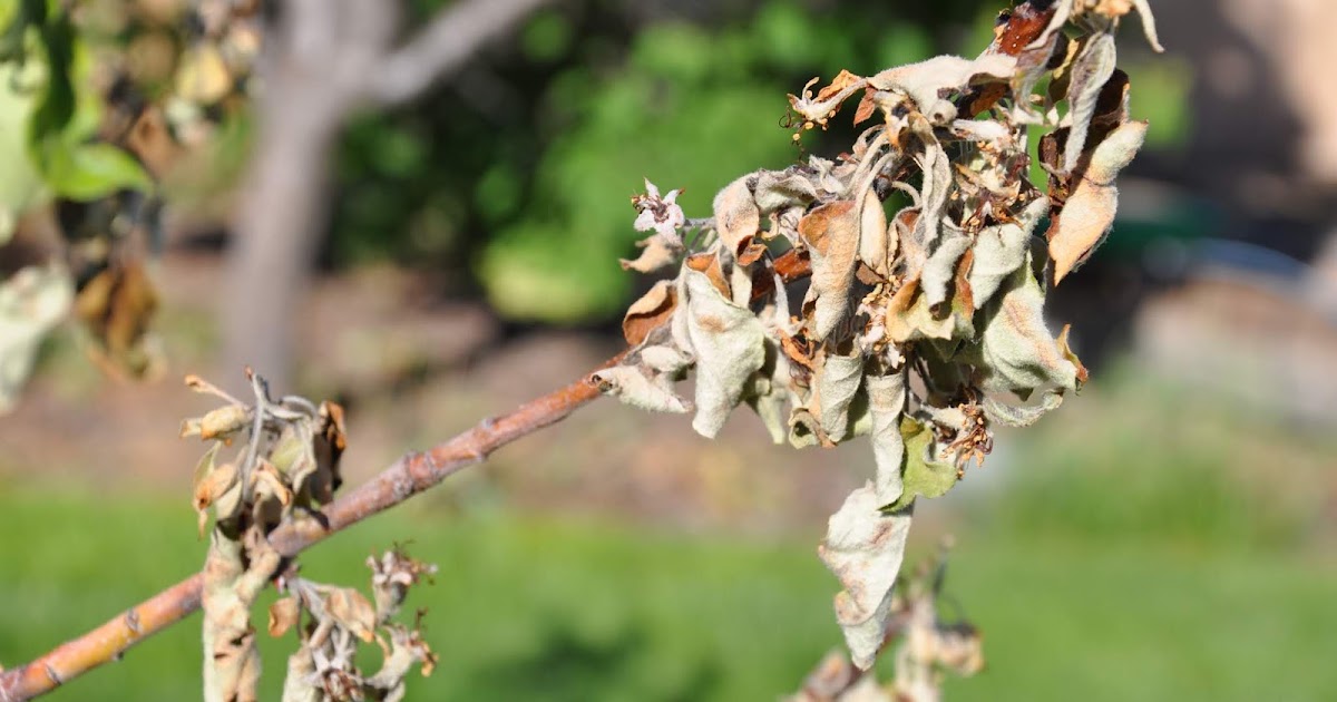 CO-Horts: Fireblight running rampant