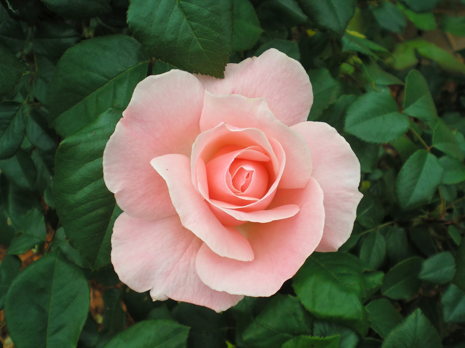 ED HENRY: My Polish Rose