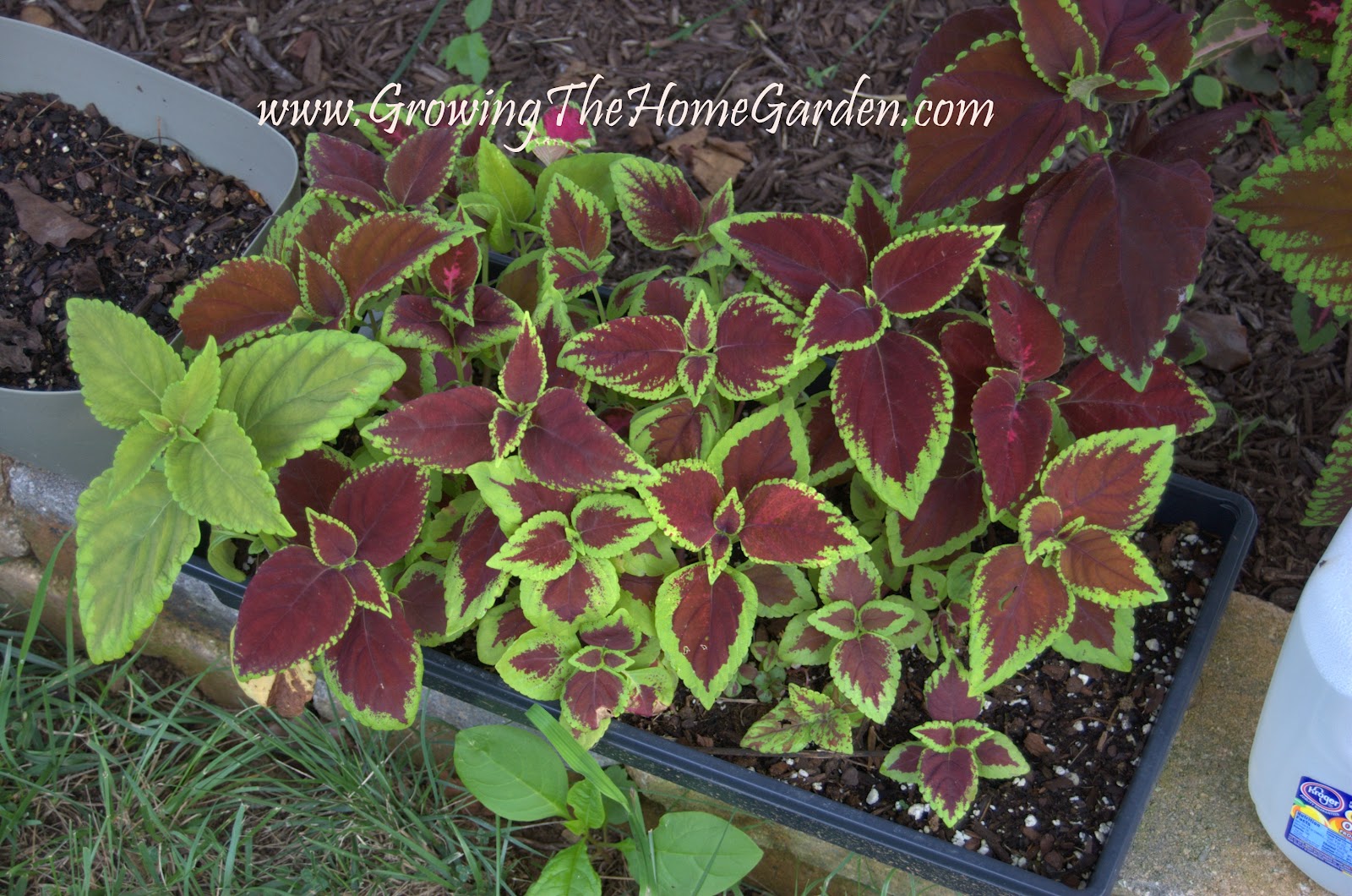 5 Things I Need to Do In The Front Garden - Growing The Home Garden